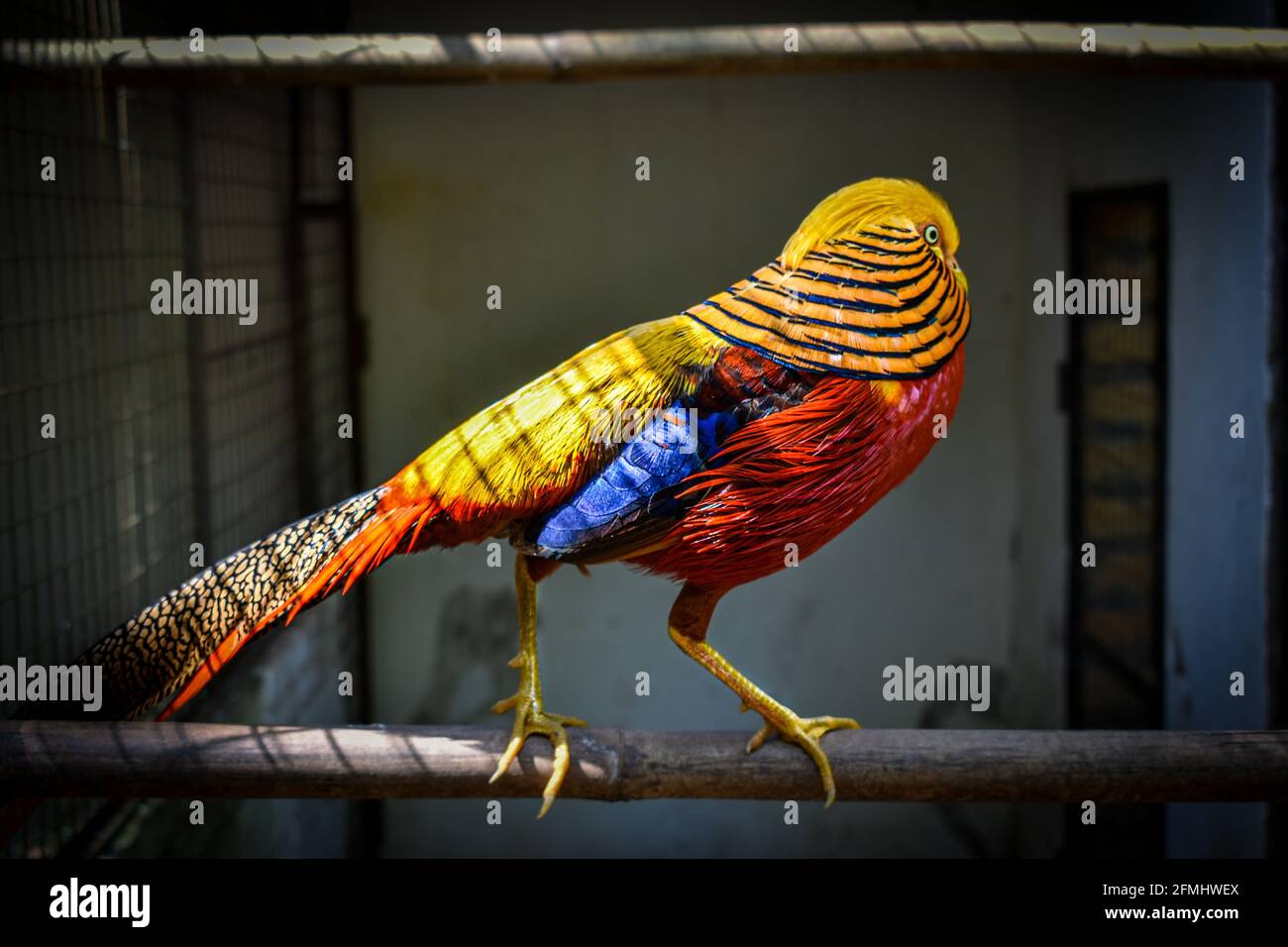 Beautiful golden pheasant hi-res stock photography and images - Alamy