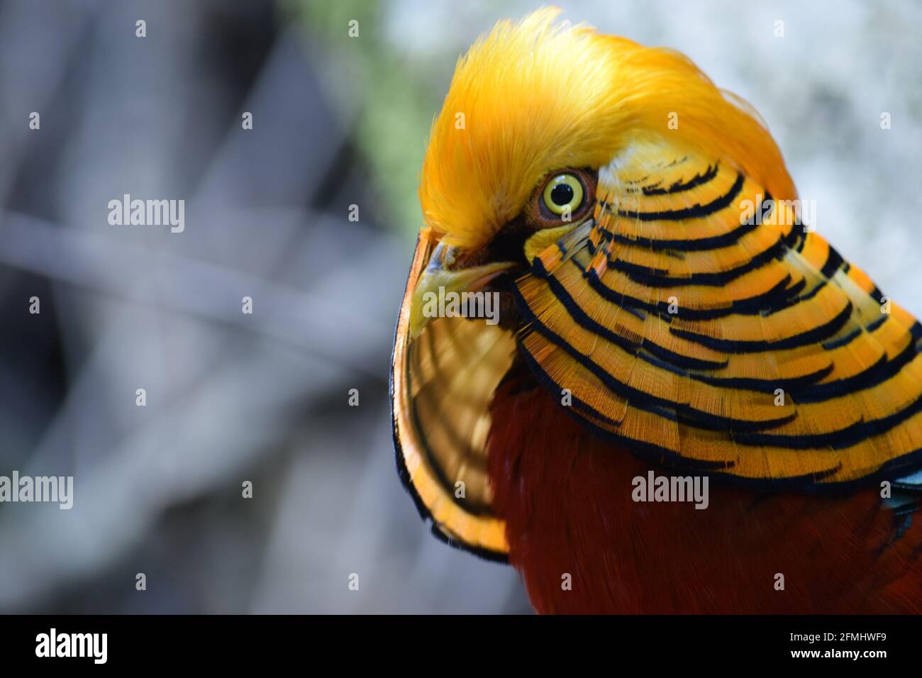Beautiful golden pheasant hi-res stock photography and images - Alamy