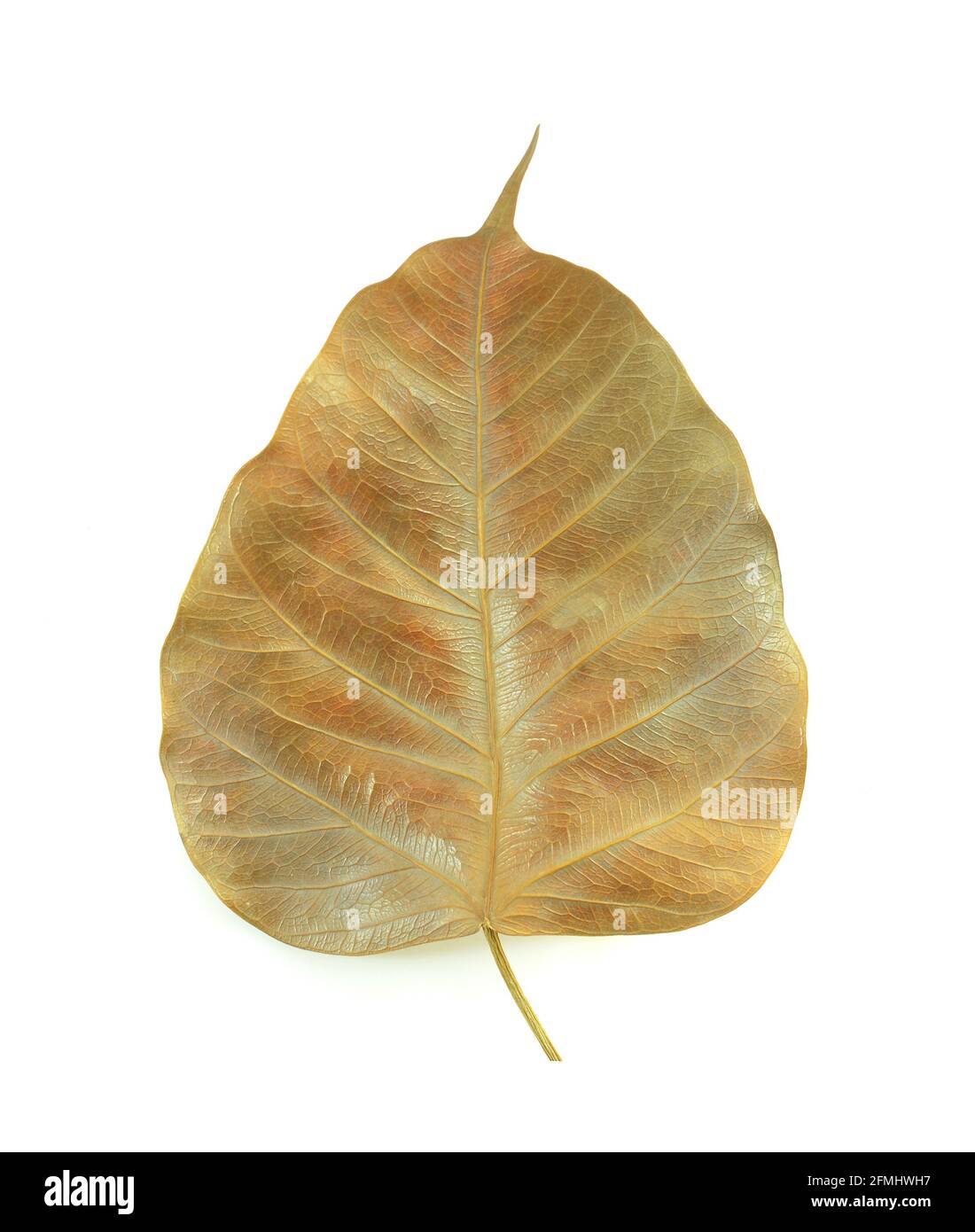 Bo leaf isolated on white background Stock Photo - Alamy