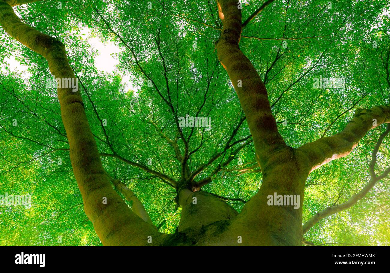 Bottom view of tree trunk to green leaves of big tree in forest with ...