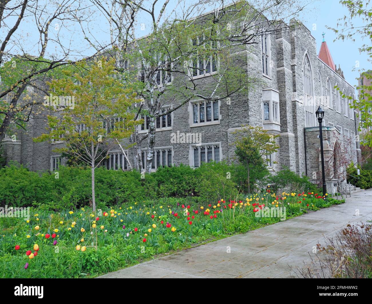 Gothic style stone building at the University of Toronto, with tulips ...