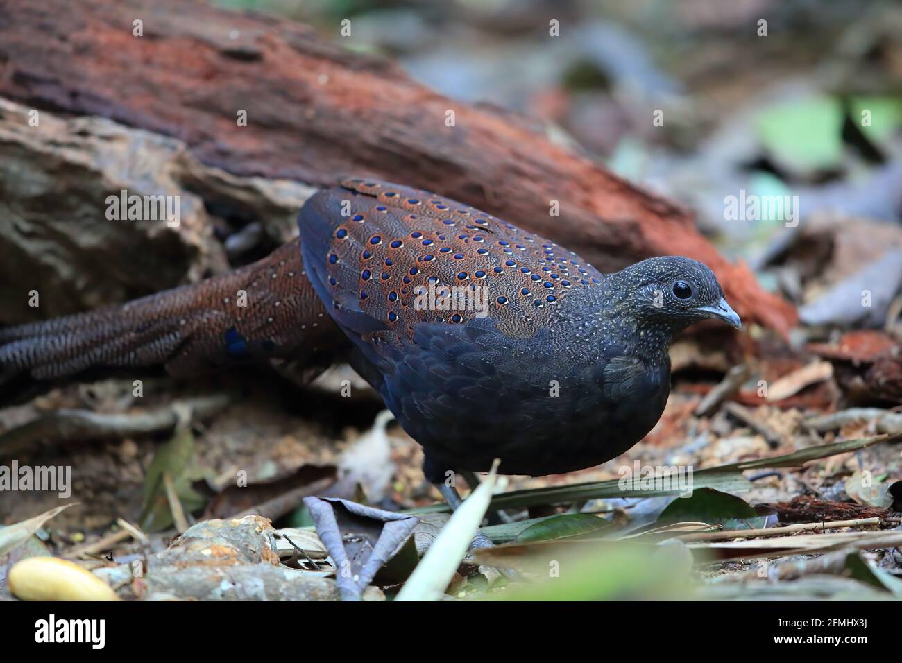 Malaysian Peacock Pheasant