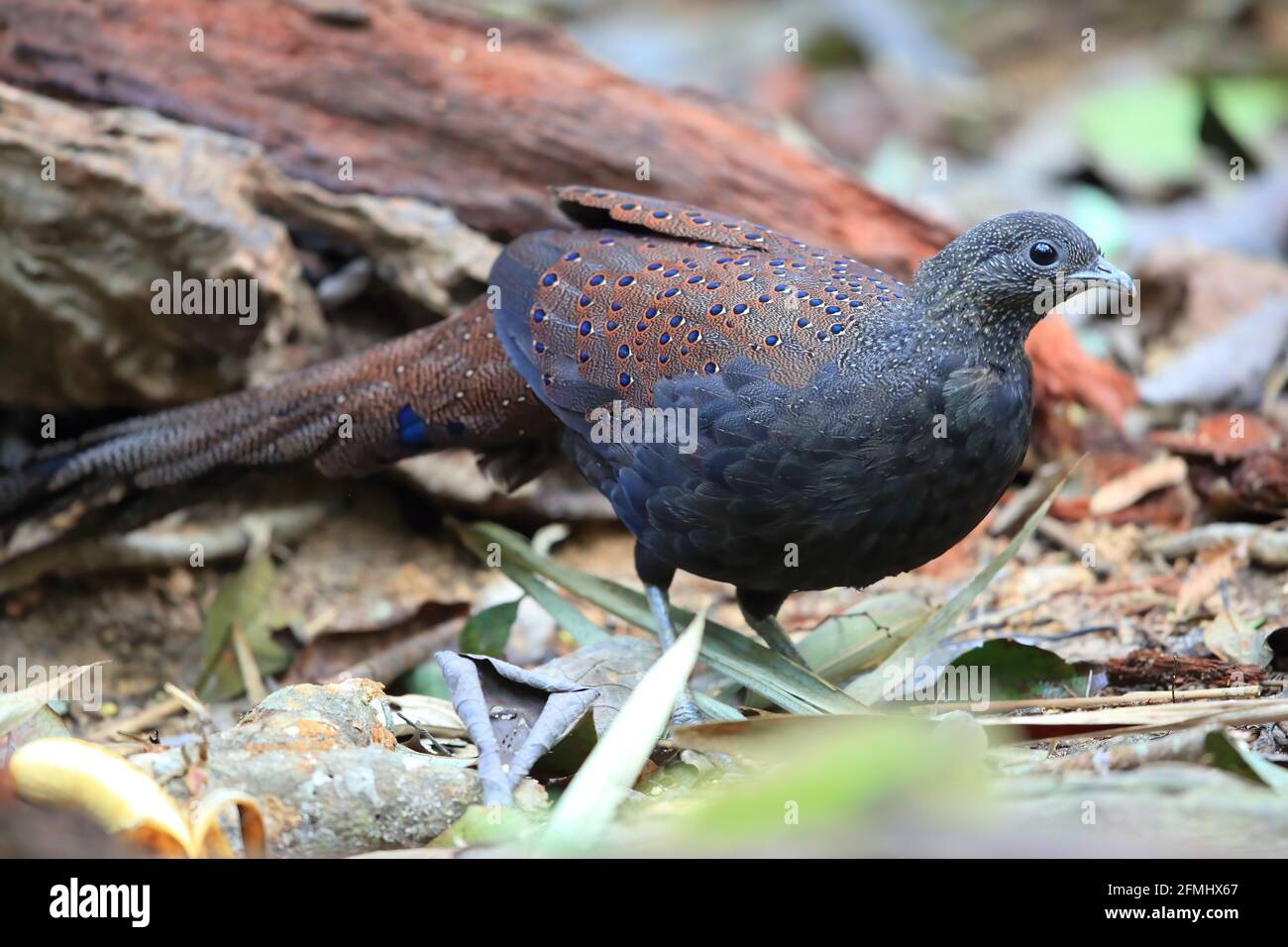 Malaysian Peacock Pheasant