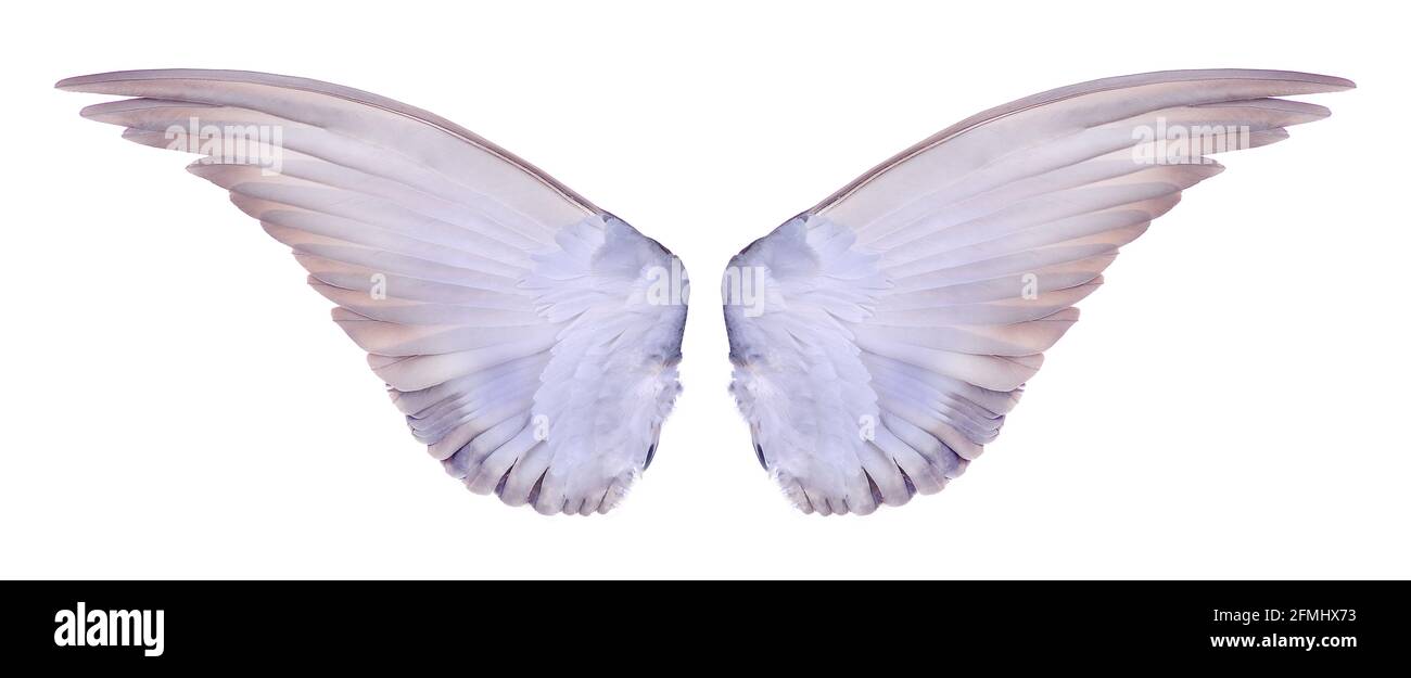 wing of birds on white background Stock Photo - Alamy