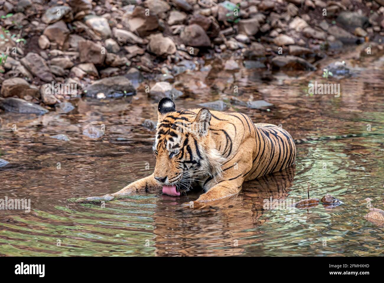 Tiger cooling hi-res stock photography and images - Alamy