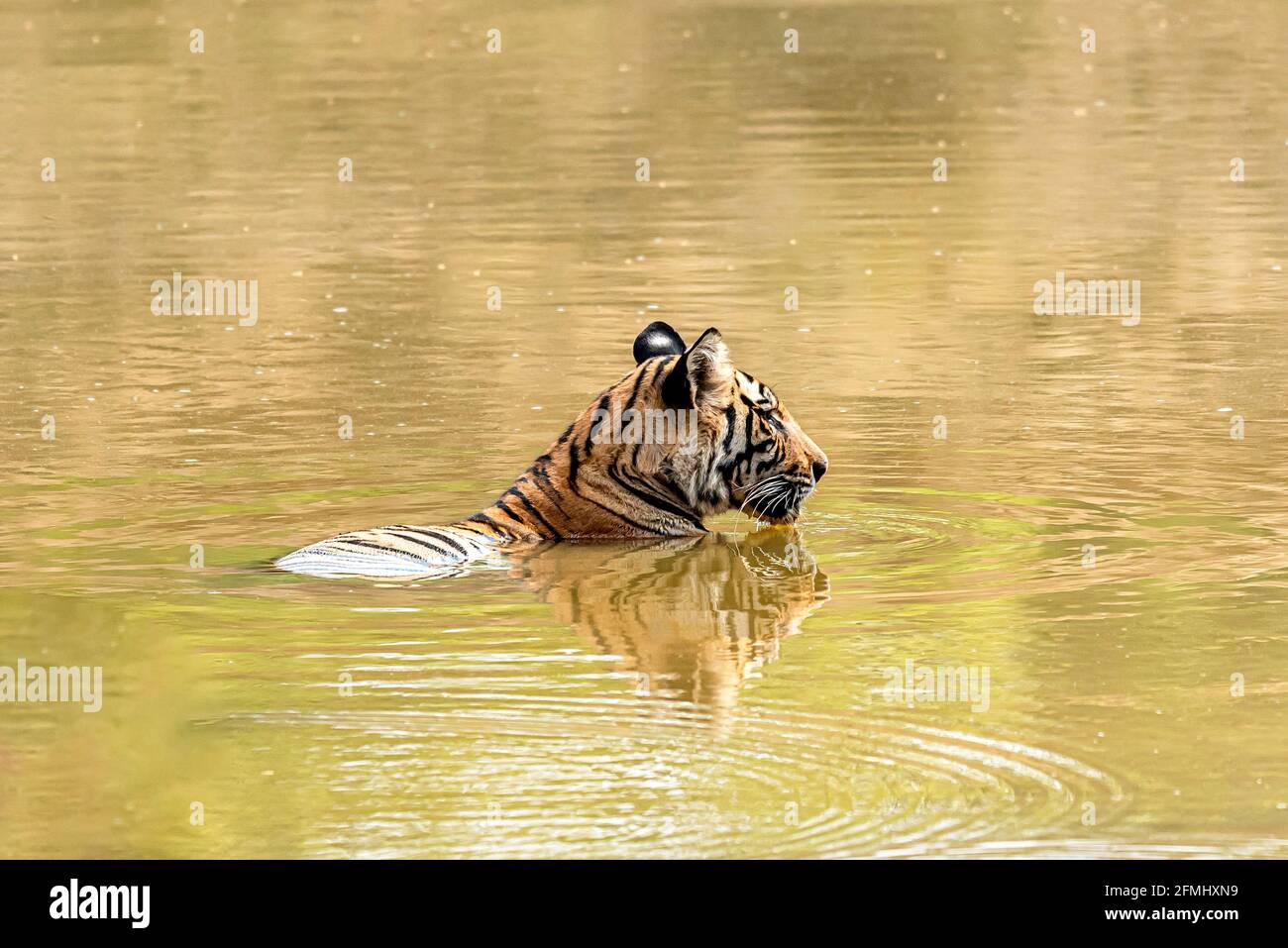 Tiger cub water hi-res stock photography and images - Alamy