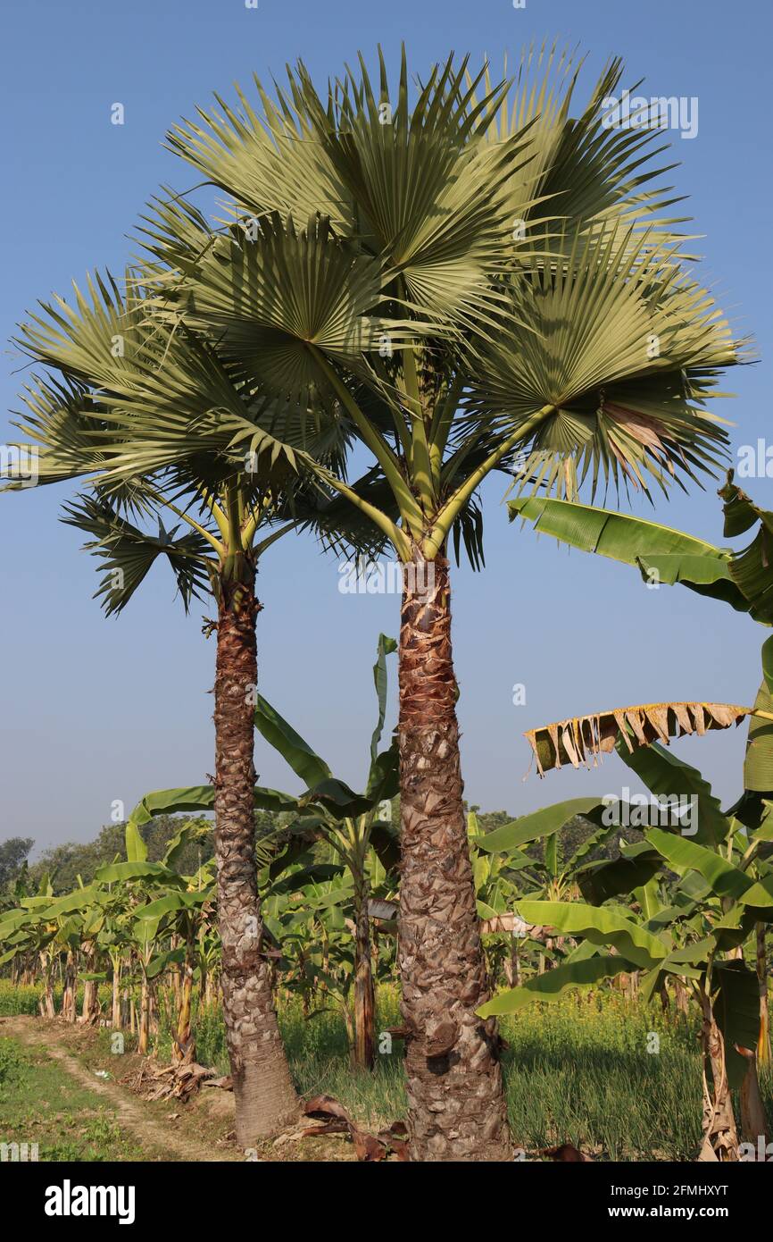 green colored palm tree stock on field with nature Stock Photo - Alamy