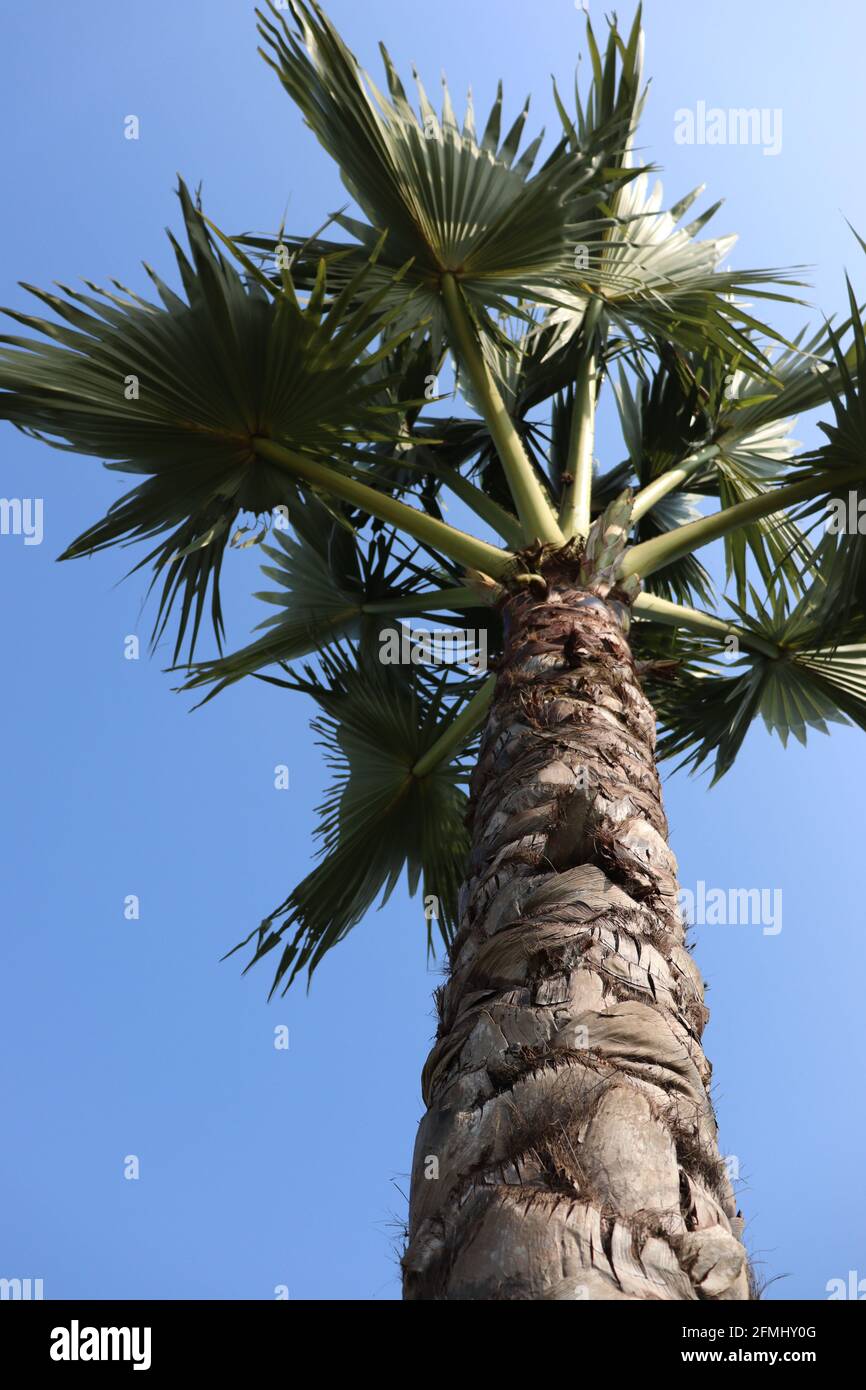 green colored palm tree stock on field with nature Stock Photo - Alamy