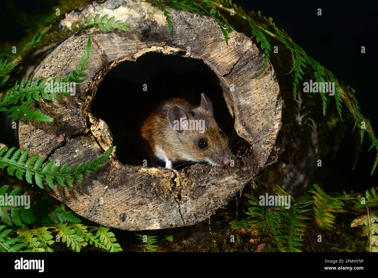 wood mouse apodemus sylvaticus Stock Photo - Alamy