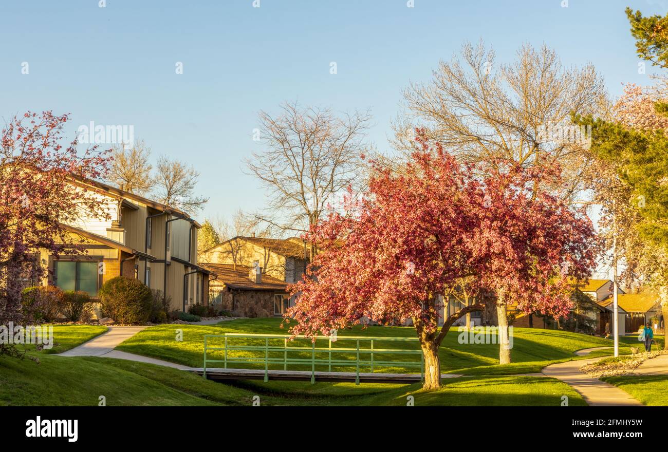 Cherry blossom trees in the small neighborhood park, Aurora, Colorado ...