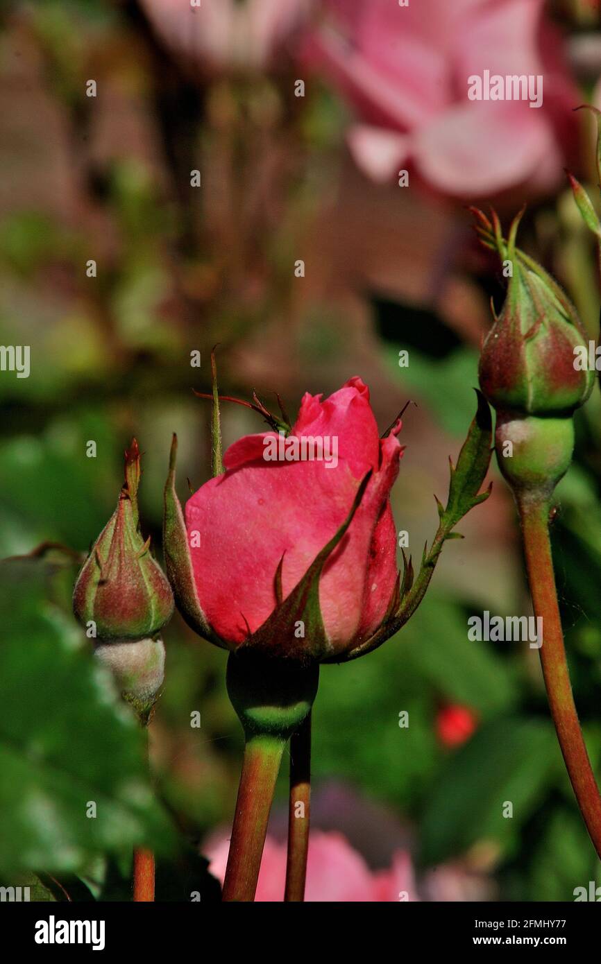 Beautiful indian roses hi-res stock photography and images - Alamy