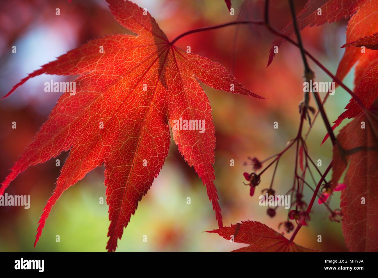 Japanese maple garden summer hi-res stock photography and images - Alamy