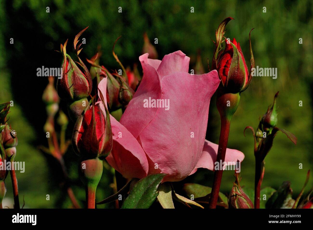 Beautiful indian roses hi-res stock photography and images - Alamy