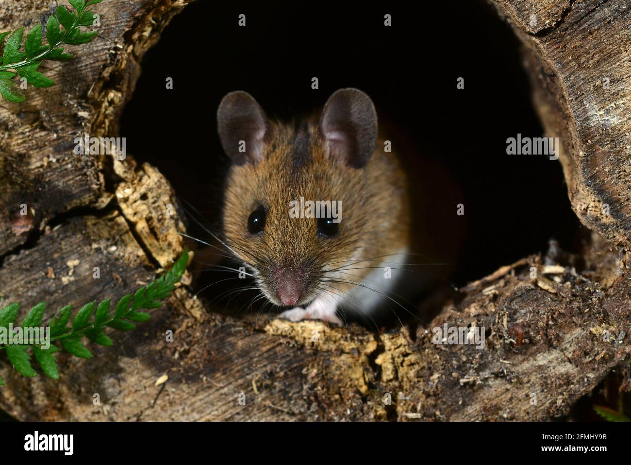 wood mouse apodemus sylvaticus Stock Photo - Alamy