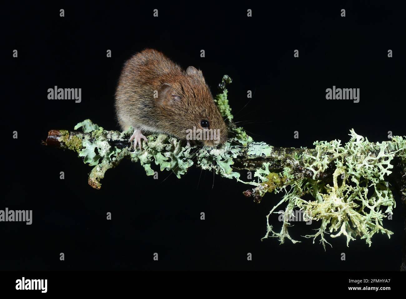 Bank voles clethrionomys glareolus hi-res stock photography and images ...
