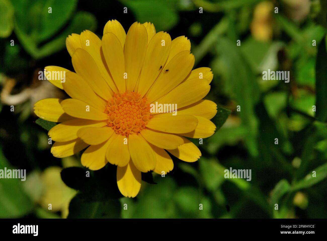 India yellow flowers hi-res stock photography and images - Alamy