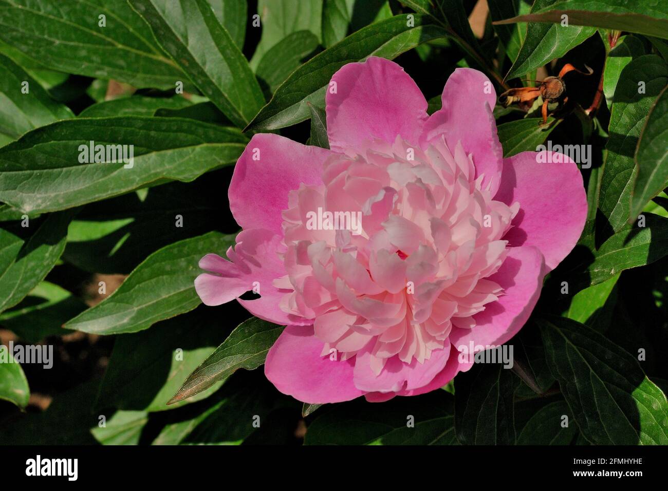 Beautiful flowers in Orange and Yellow colour in Chashme Shahi Garden ...