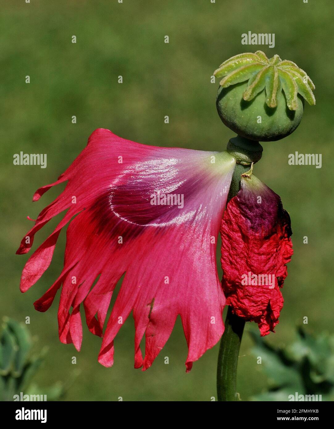 Beautiful Oriental Poppy (Papaver Orientale) 'Goliath' flower in ...