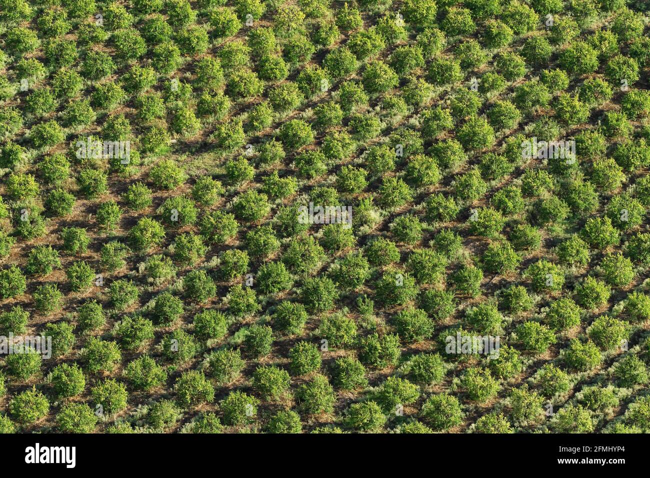 Aerial fuit plantation hi-res stock photography and images - Alamy