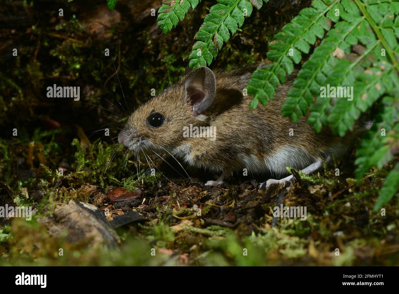 wood mouse apodemus sylvaticus Stock Photo - Alamy