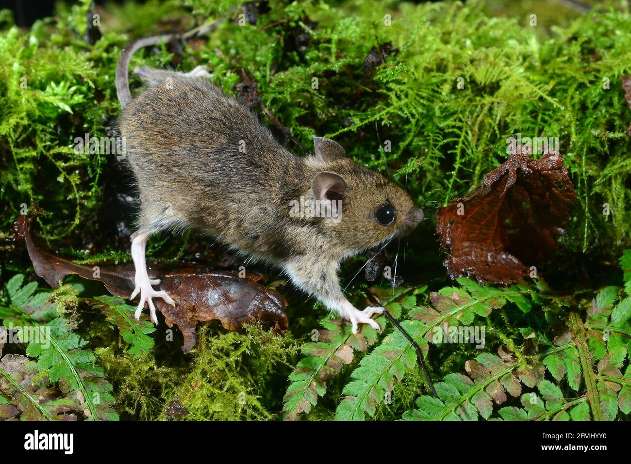 wood mouse apodemus sylvaticus Stock Photo - Alamy wood mouse apodemus sylvaticus Stock Photo - Alamy