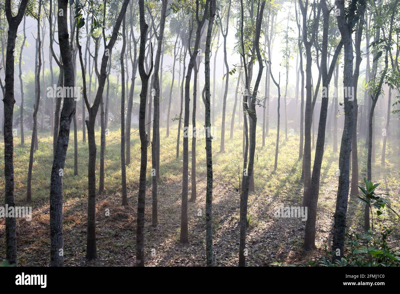 tree plant closeup on forest with nature Stock Photo - Alamy