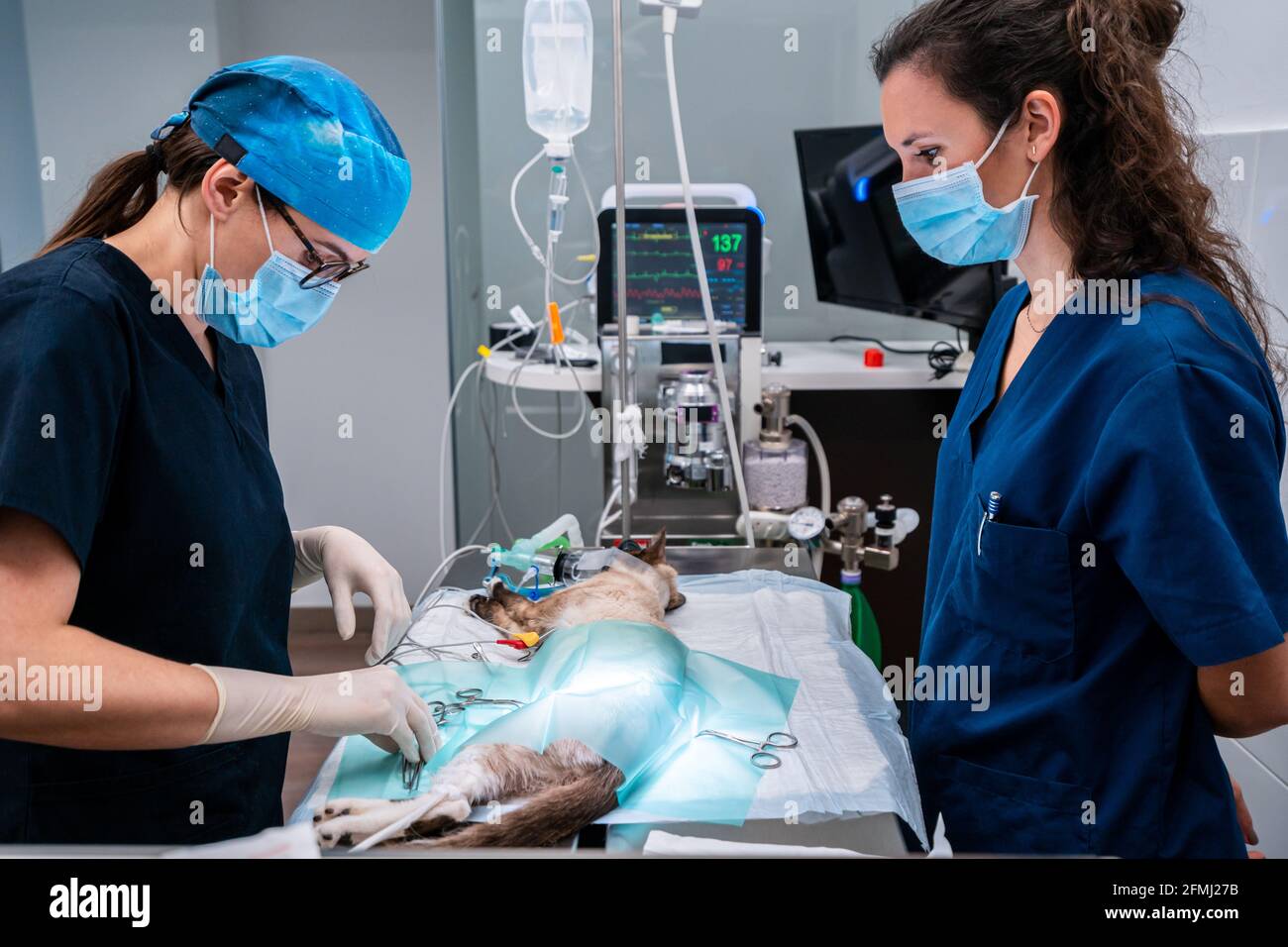 Side view of crop female vet with coworker in uniform standing at ...