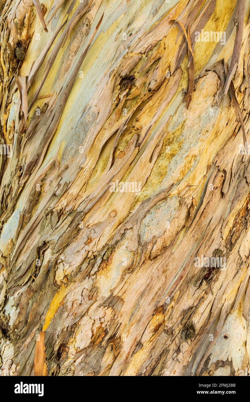 Gum tree trunk hi-res stock photography and images - Alamy