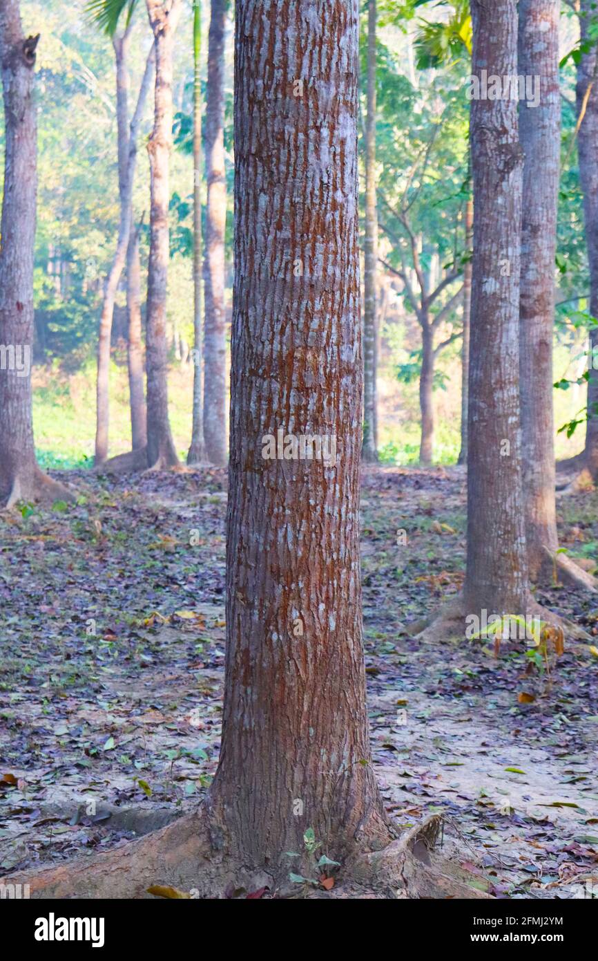 tree plant closeup on forest with nature Stock Photo - Alamy