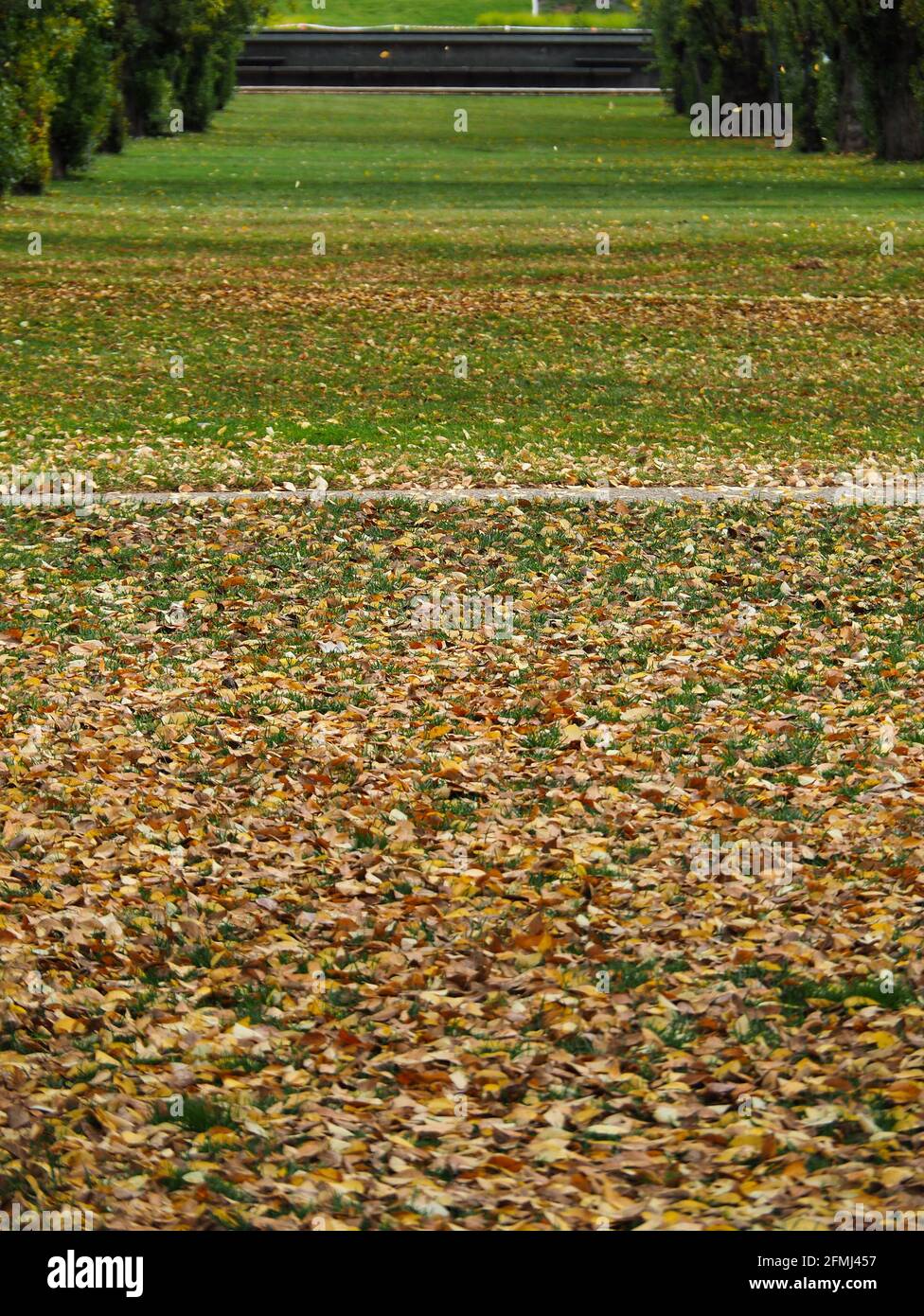 Autumn leaves falling, blowy gently in the breeze, making a beautiful ...