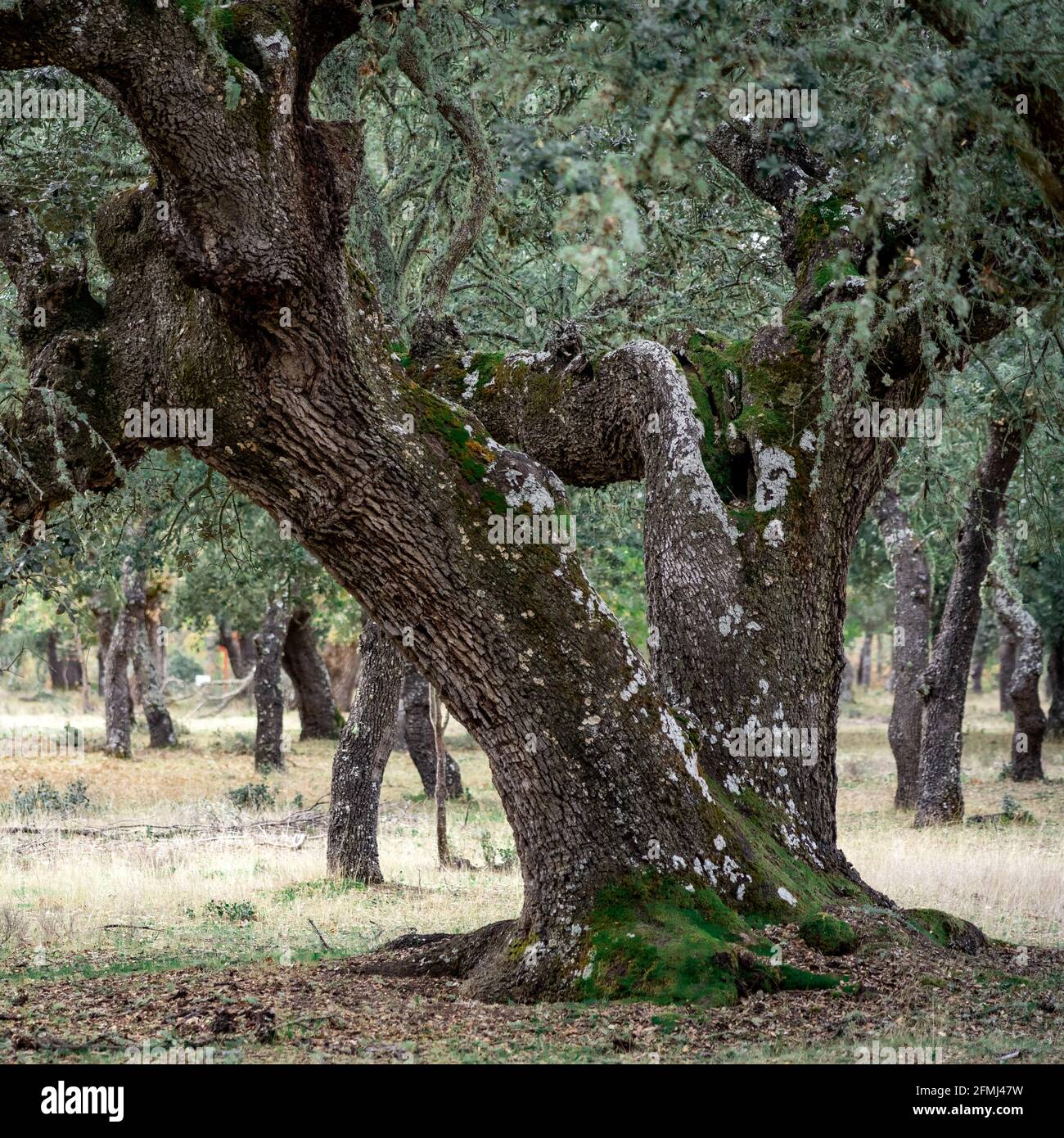 Holm Oak