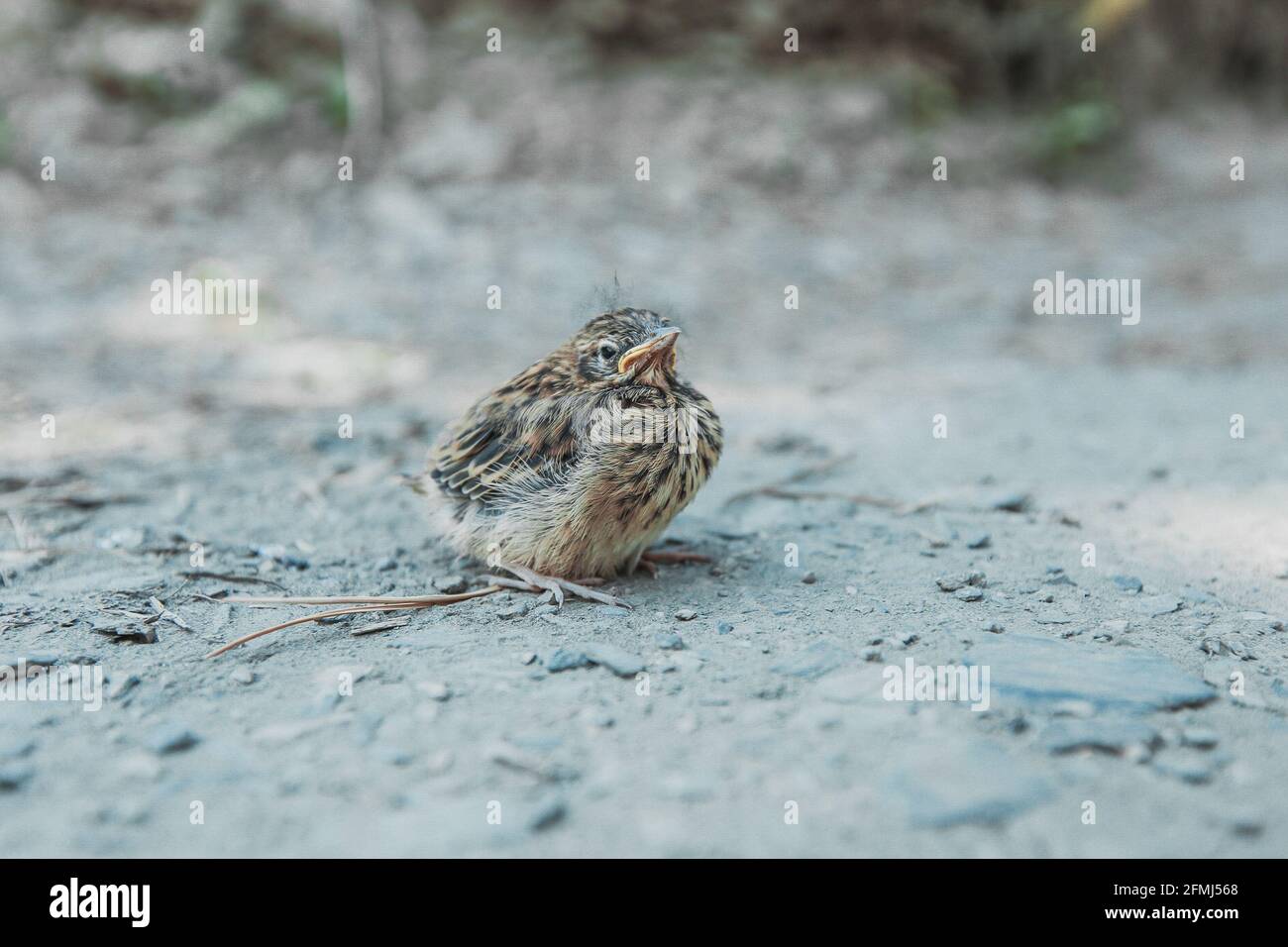 Poor bird hi-res stock photography and images - Alamy