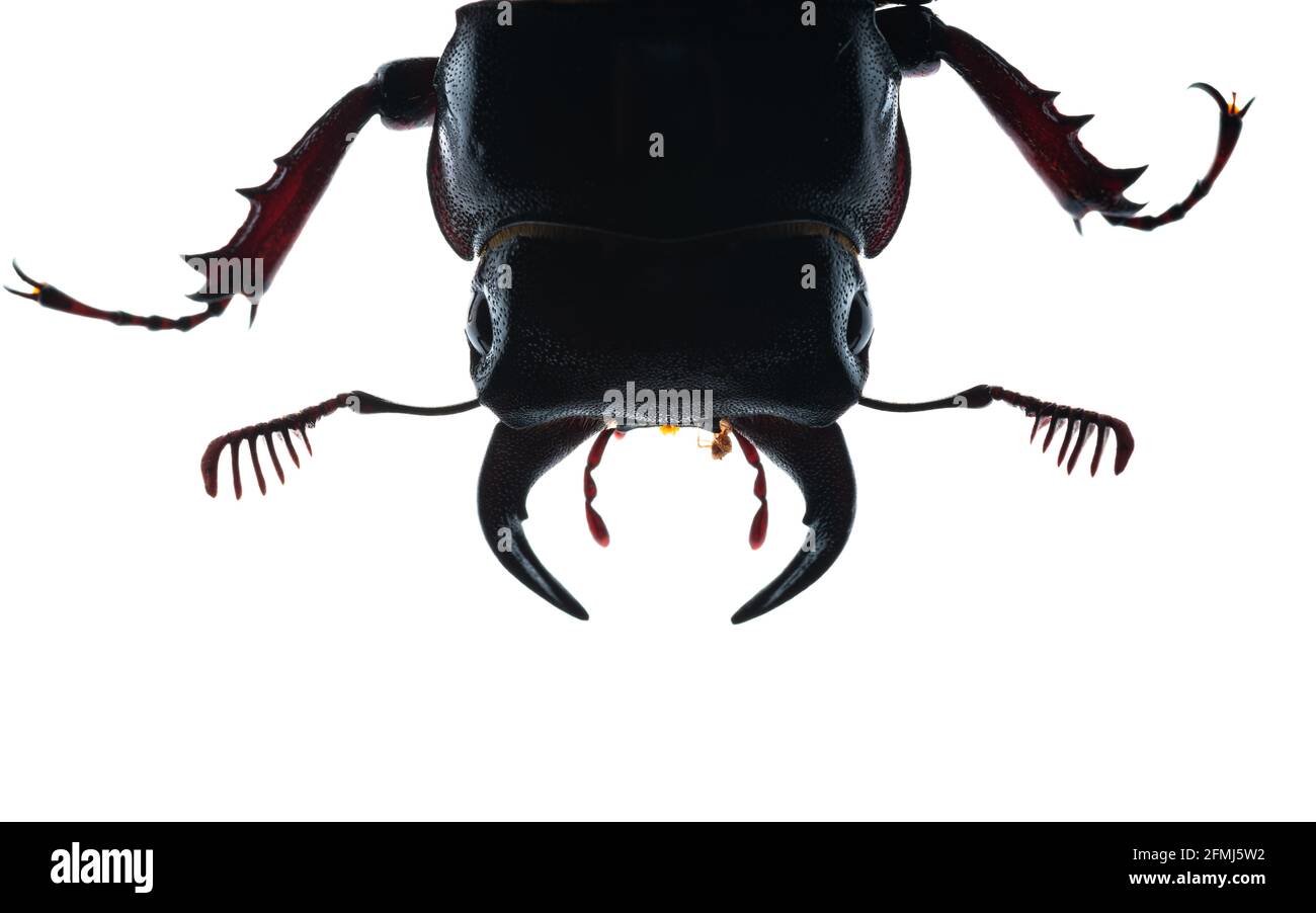 Pseudolucanus barbarossa Lucanus barbarossa backlit on white background ...