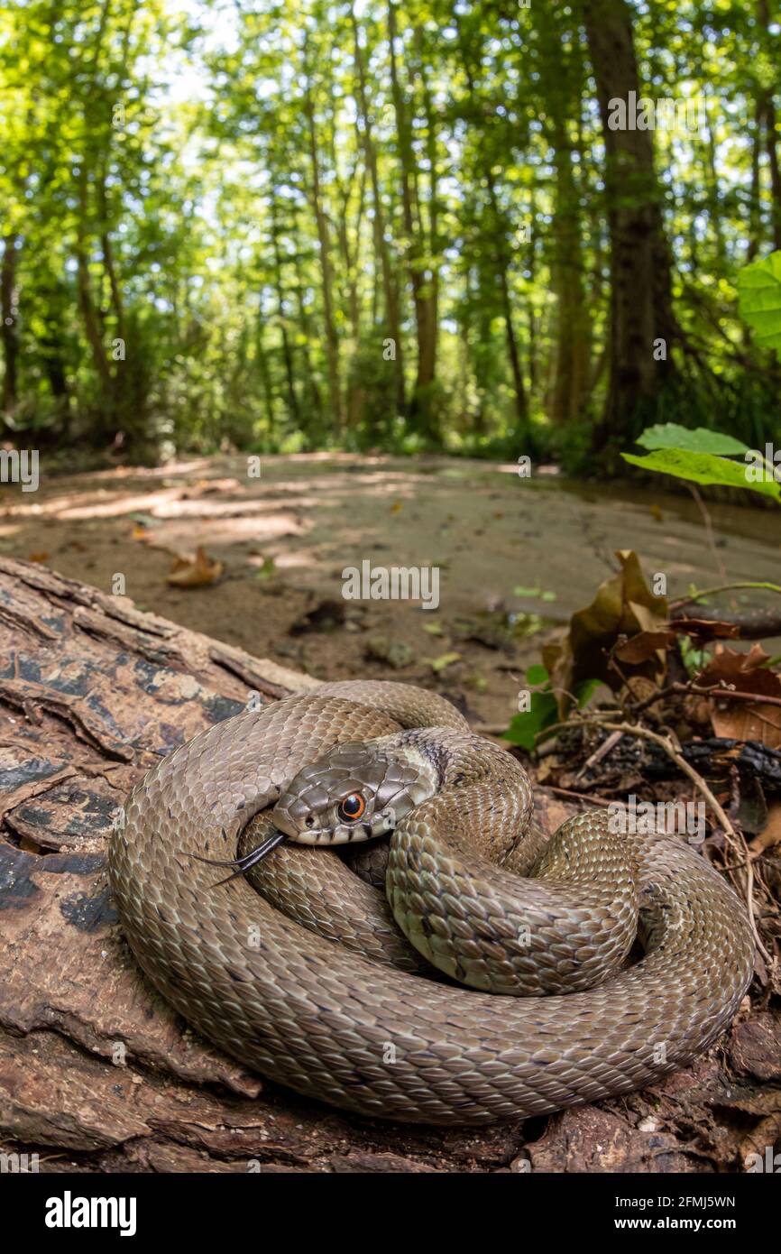 Mediterranean grass snake Natrix astreptophora in its forest habitat ...