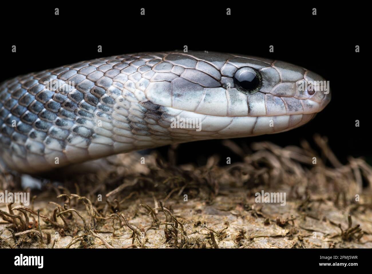Portrait Aesculapian snake Zamenis longissimus with parcial melanism in ...