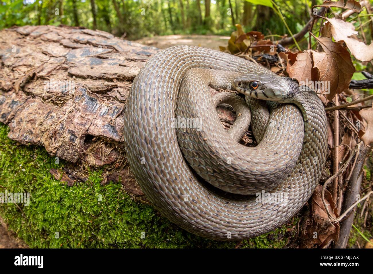 Mediterranean grass snake Natrix astreptophora in its forest habitat ...