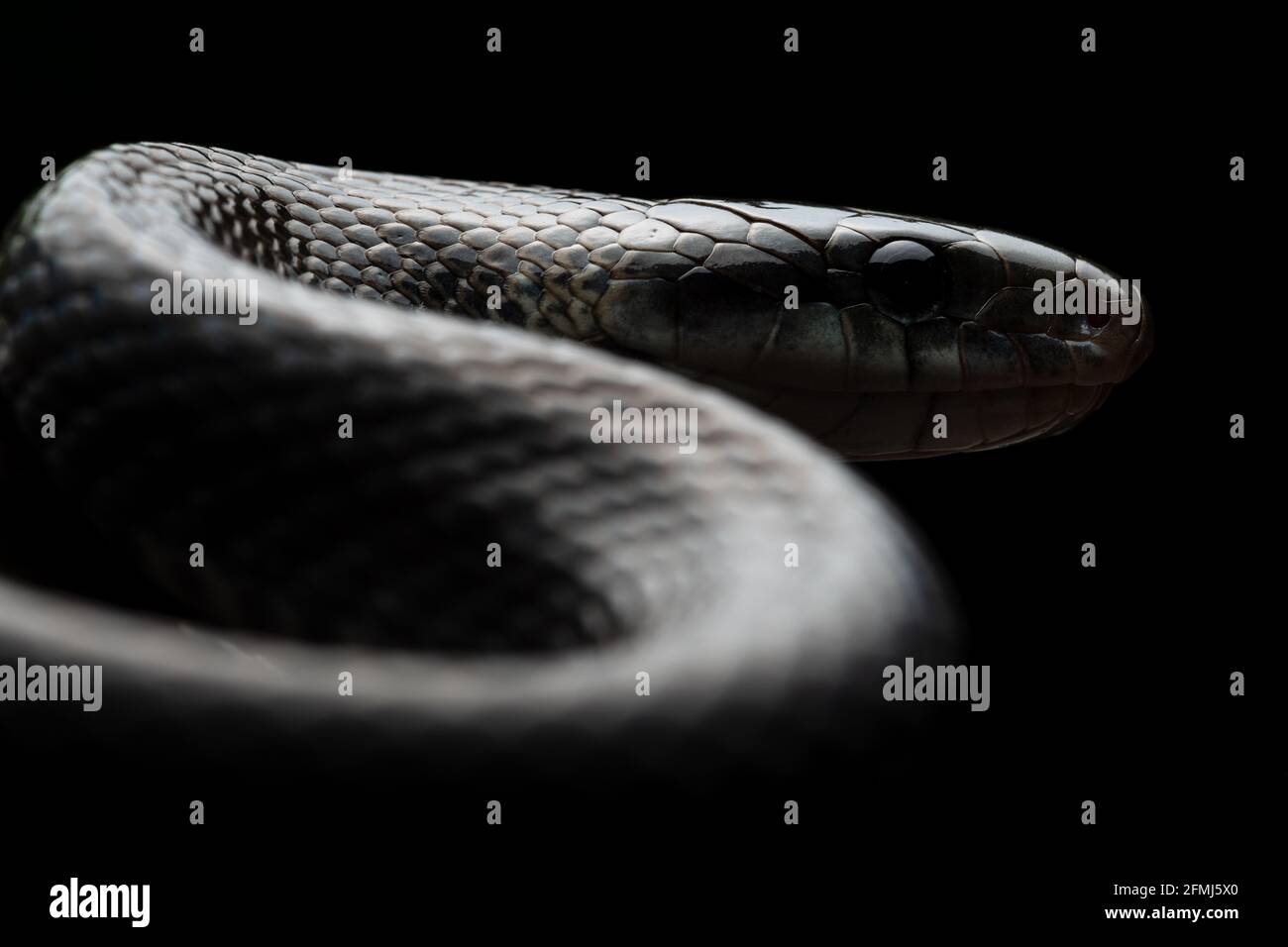 Portrait Aesculapian snake Zamenis longissimus with parcial melanism in ...