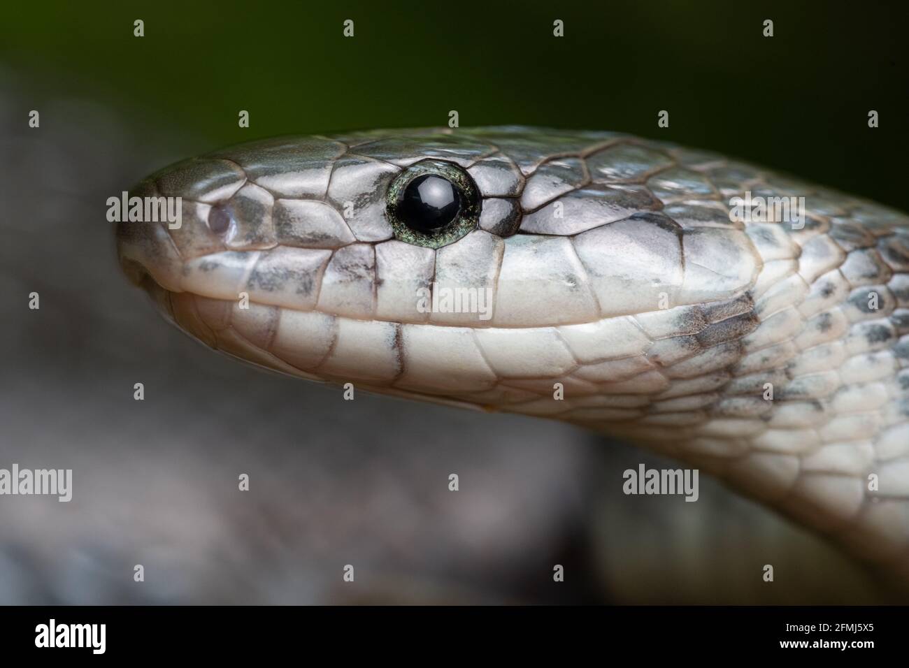 Close up Portrait Aesculapian snake Zamenis longissimus with parcial ...