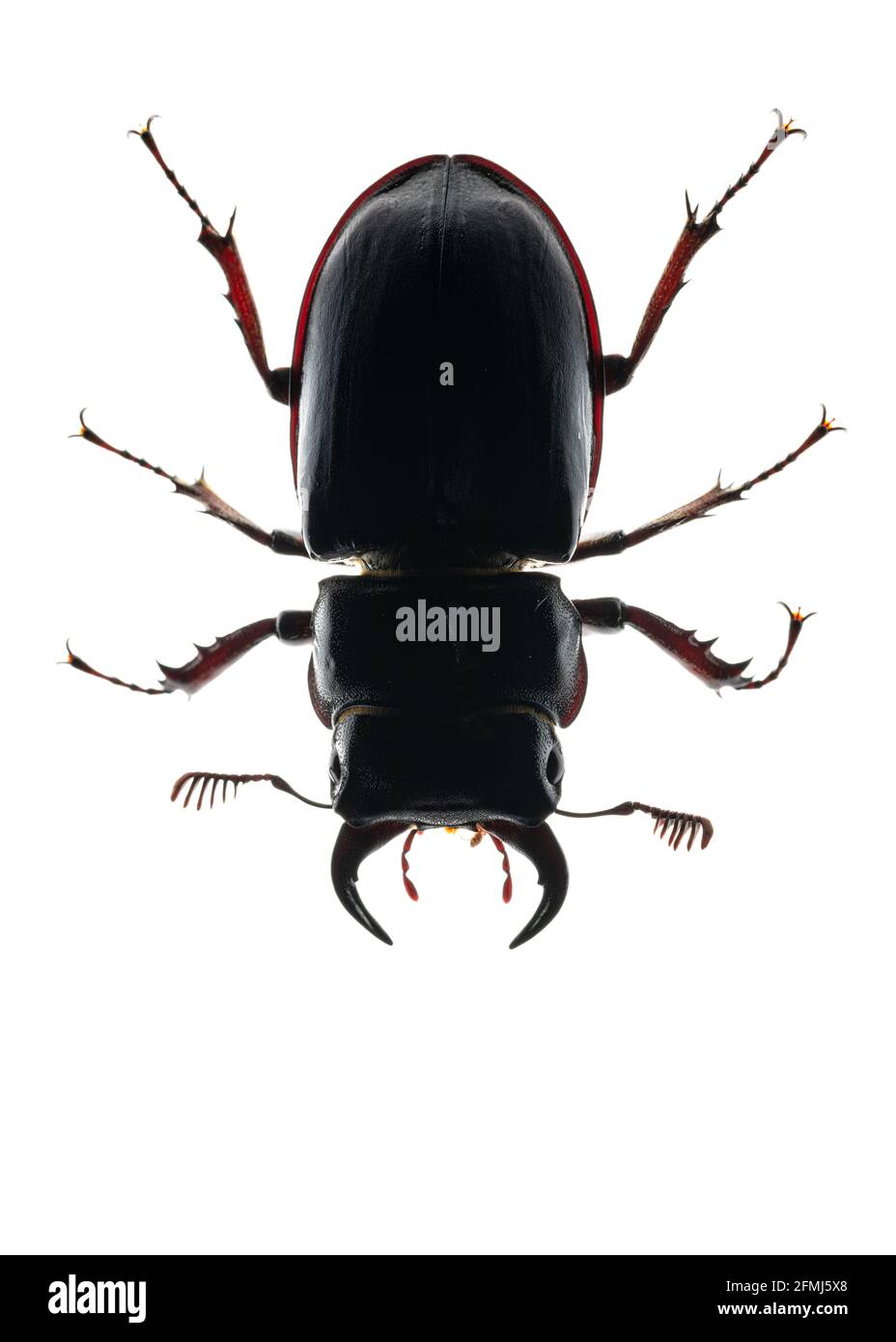 Pseudolucanus barbarossa Lucanus barbarossa backlit on white background ...