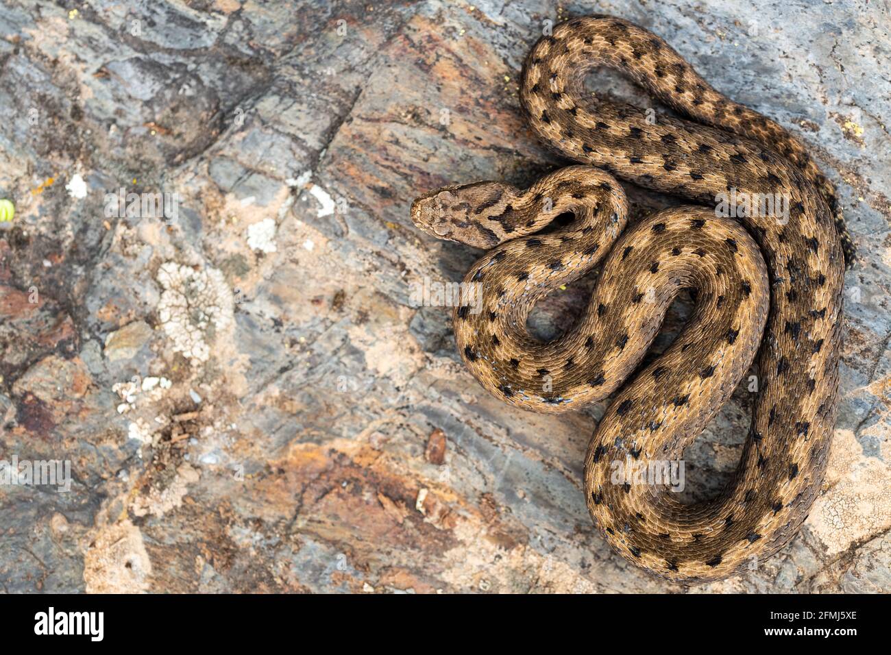 Top view of Asp viper Vipera aspis on natural rock background Stock ...