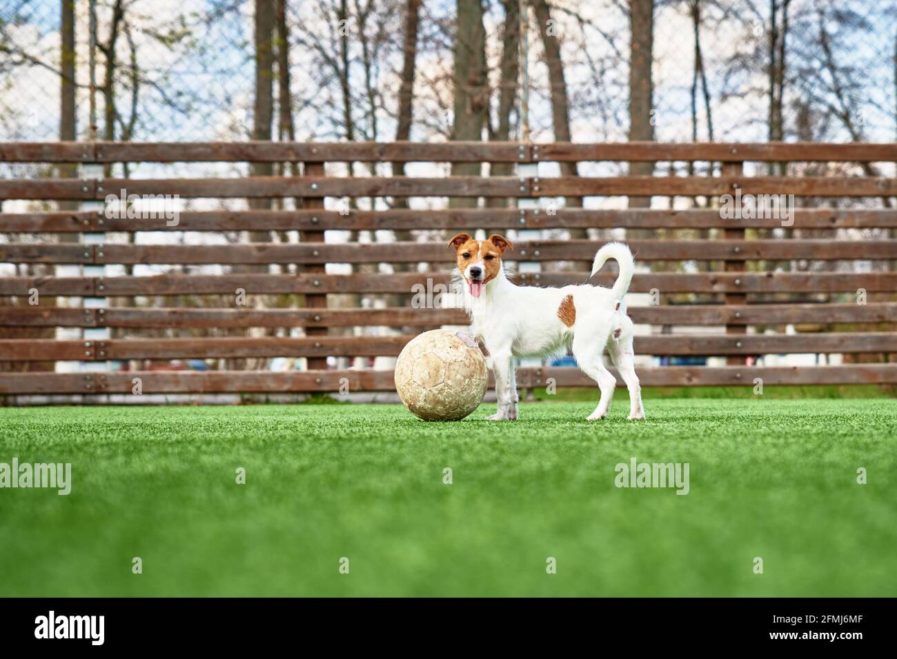 Funny dog playing football on hi-res stock photography and images - Alamy