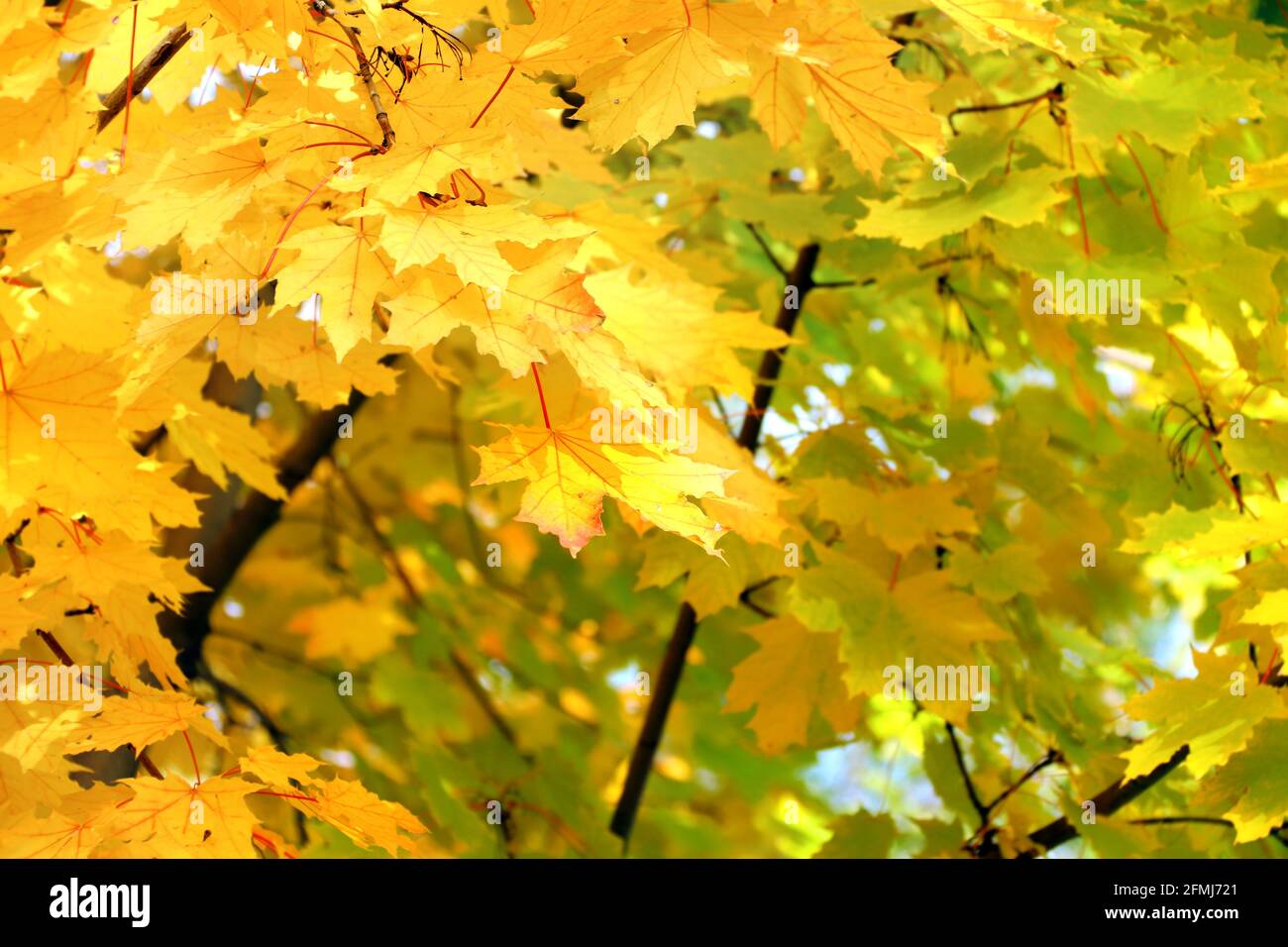 Maple tree with yellow, red and orange foliage in fall forest. Calm ...