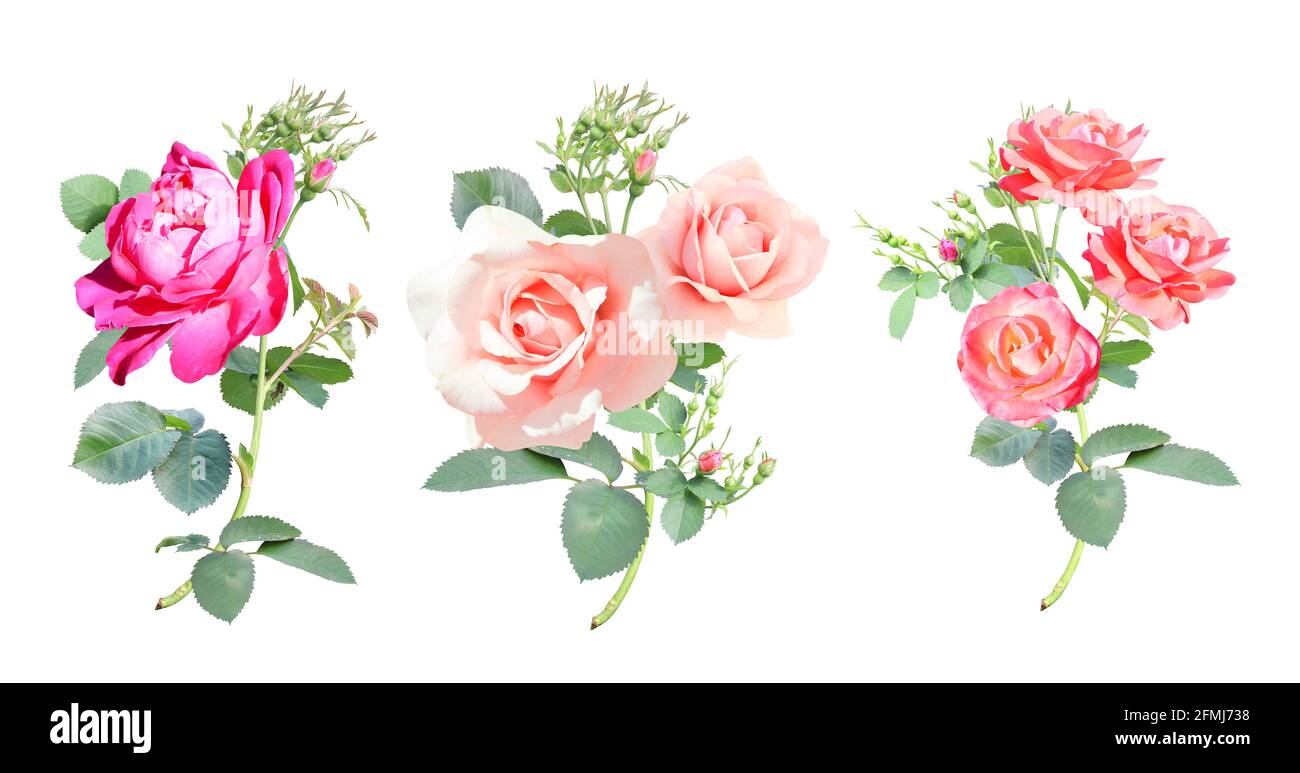 Set of branch of rose with pink flowers. Isolated on white background ...