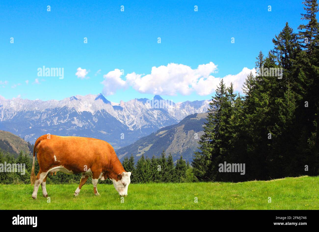 Cow grazing in a mountain meadow in Alps mountains, Tirol, Austria ...