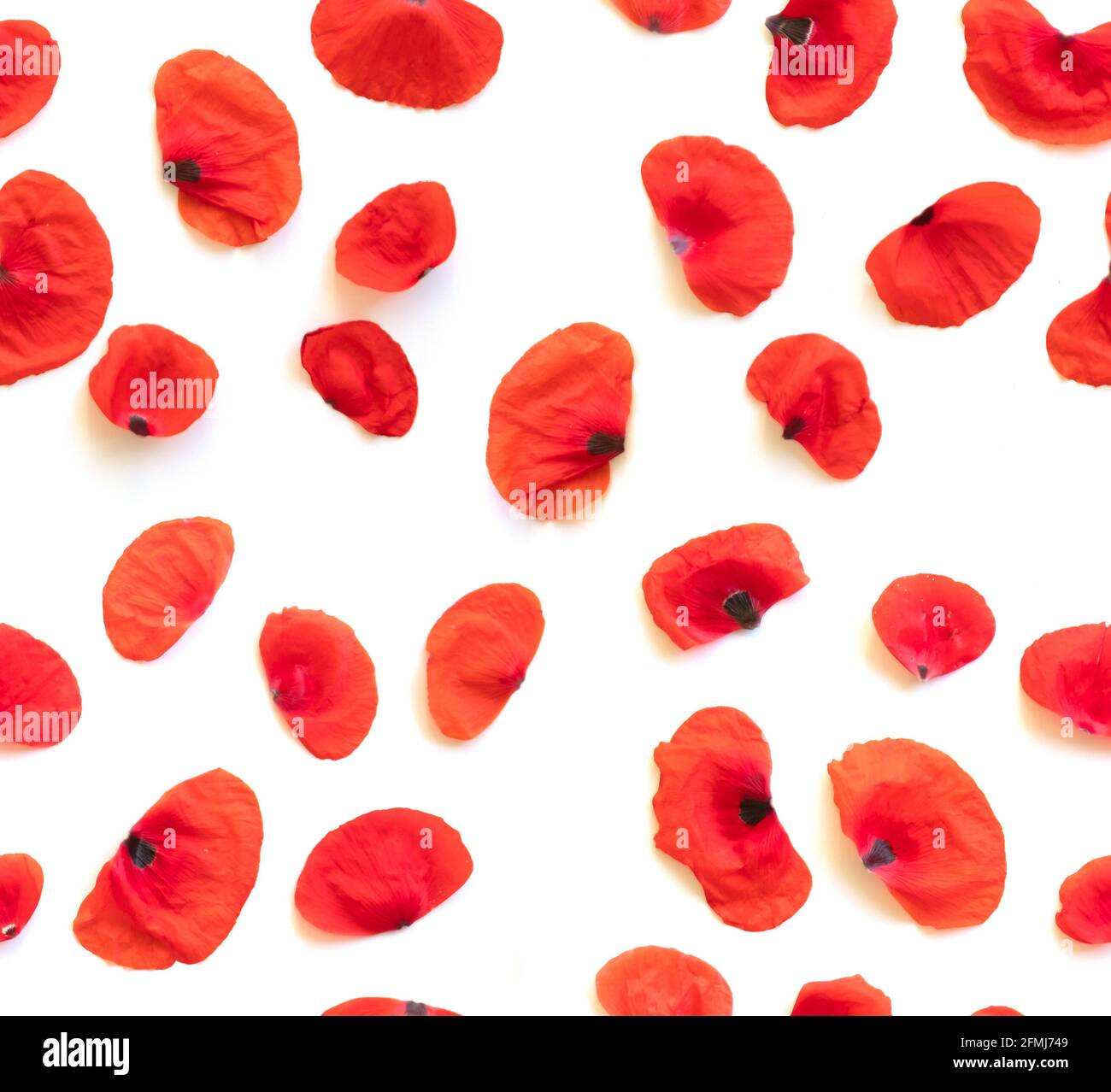 Red and white poppies petals hi res stock photography and images Alamy