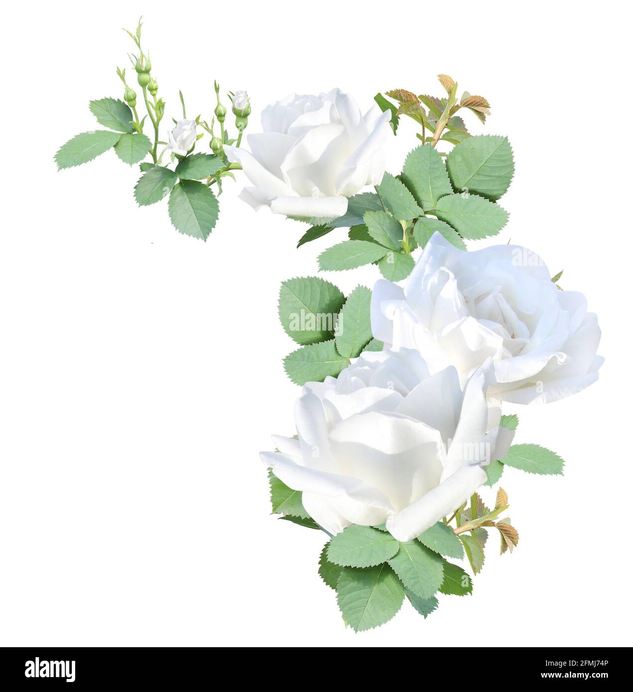 Angle border with branch of rose with white flowers. Angle frame with ...