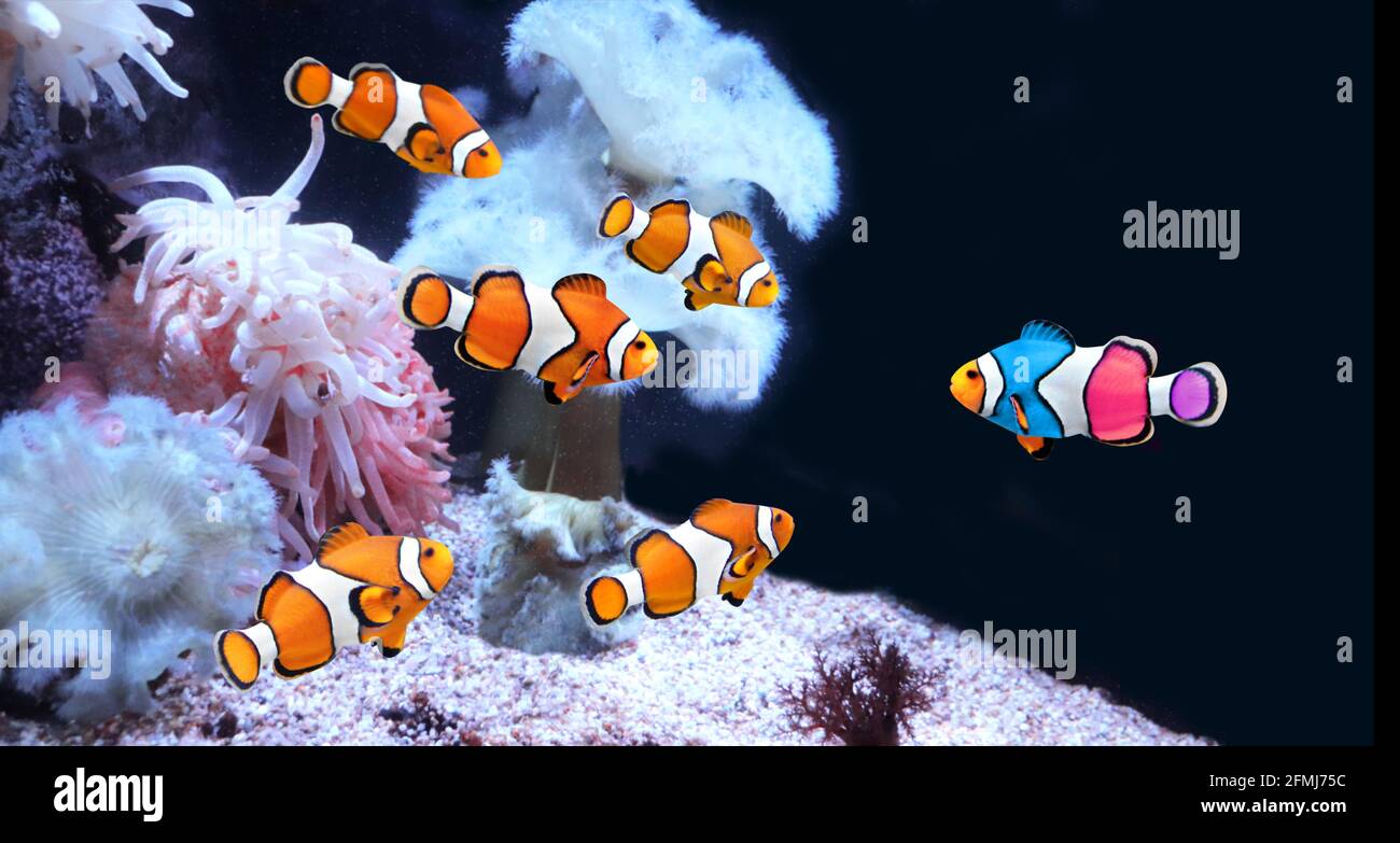 Concept - to be yourself, to be unique. A flock of standard clownfish ...