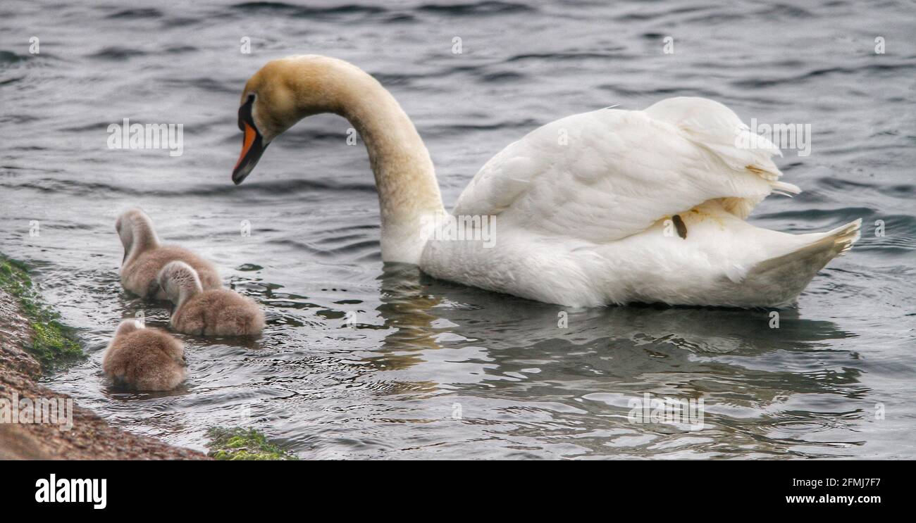 Swan carrying its young on her back Stock Photo - Alamy