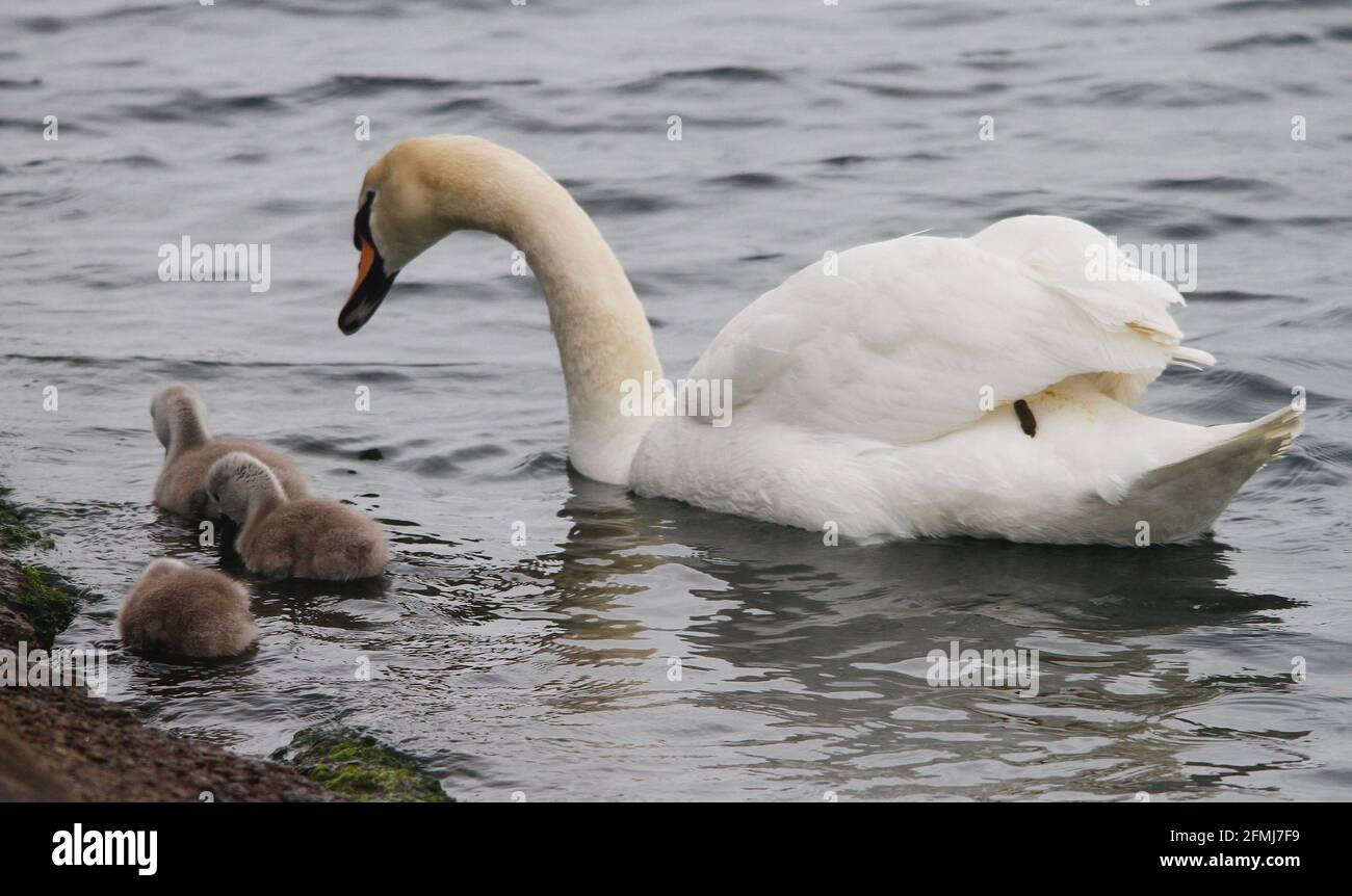 Mother swan carrying her babies on her back hi-res stock photography ...
