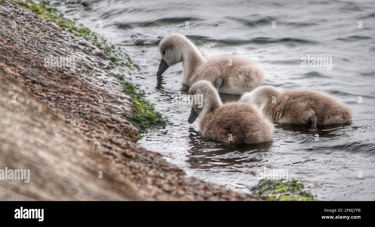 Swan carrying its young on her back Stock Photo - Alamy